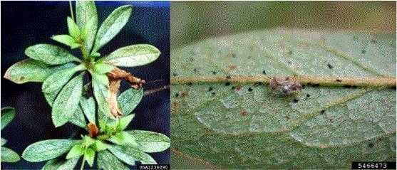 Azalea damaged by azalea lace bugs (left), and an adult azalea lace bug ...